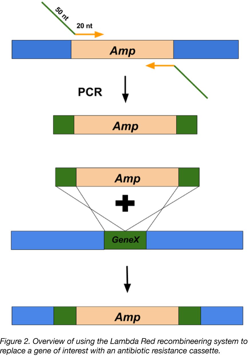 Lambda Red: A Homologous Recombination-based Technique for Genetic ... Lambda Red: A Homologous Recombination-based Technique for Genetic ...